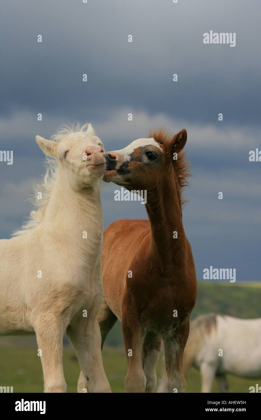 Two horse foals playing Stock Photo - Alamy