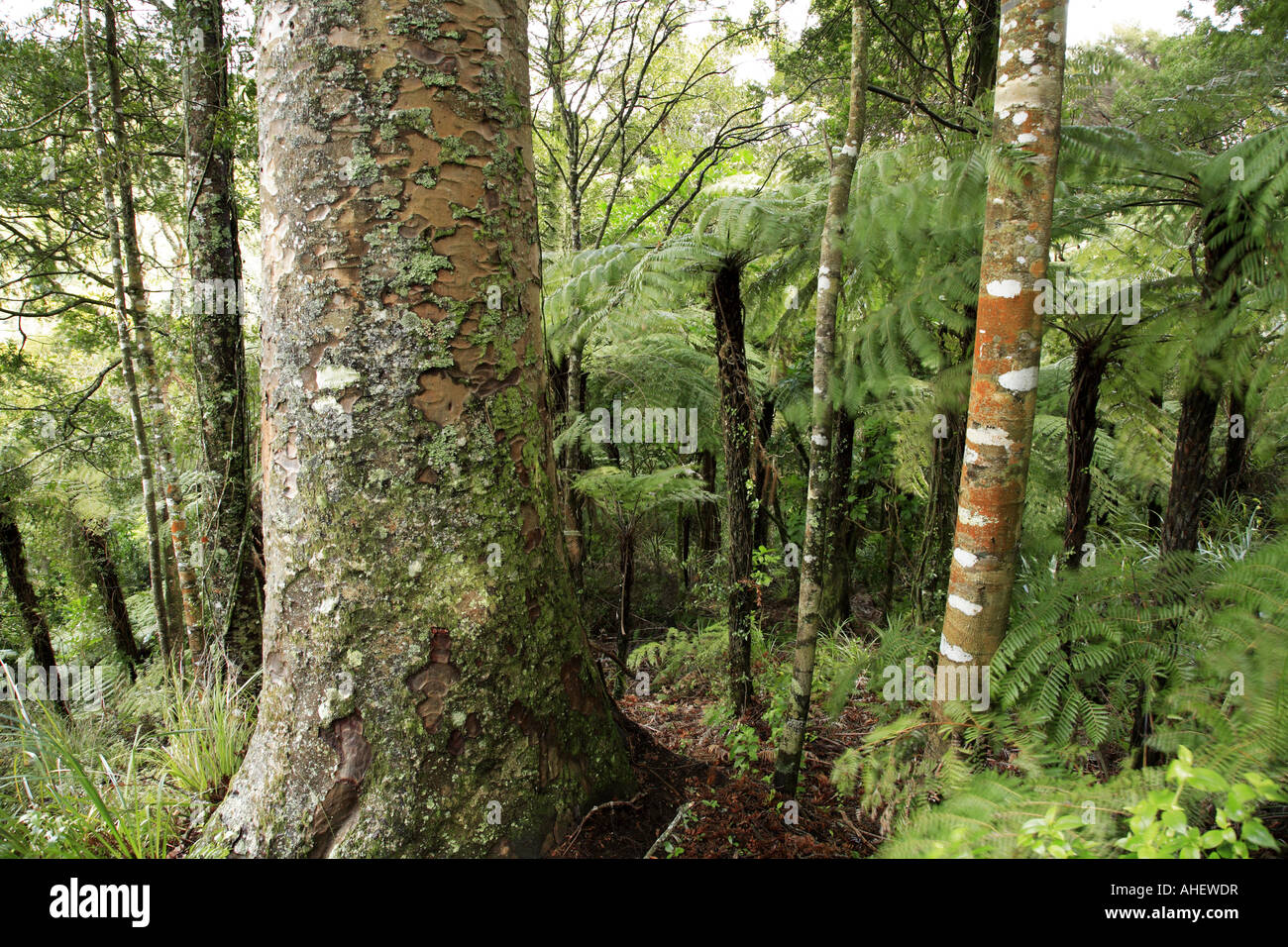 Kauri forest, North Island, New Zealand Stock Photo - Alamy