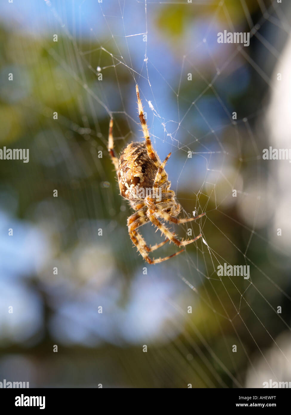 Common garden or cross spider Araneus diadematus Stock Photo - Alamy