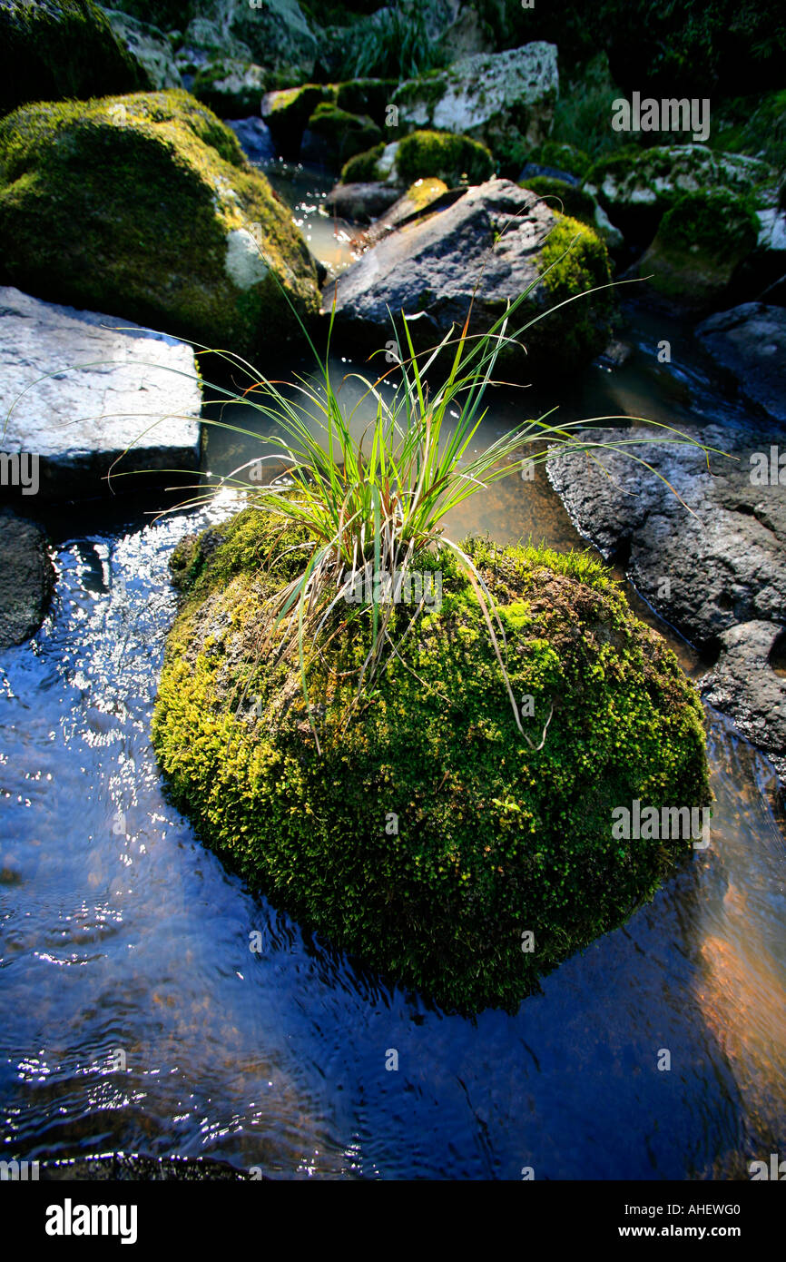 Byron bay bush walk hi-res stock photography and images - Alamy