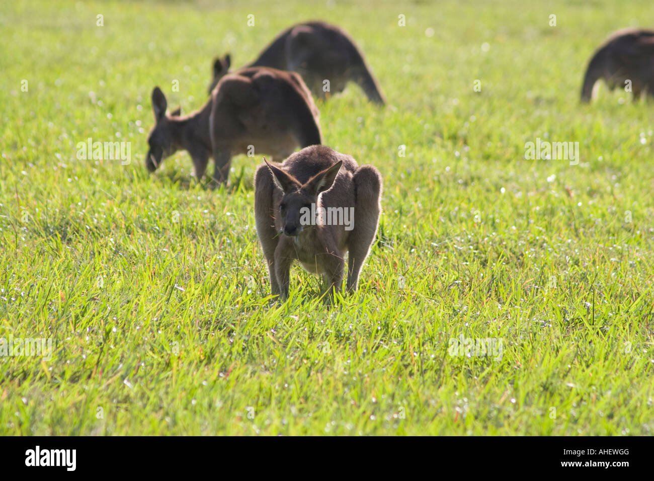 Kangaroos grazing at Elanda Point Lake Cootharaba Sunshine Coast ...