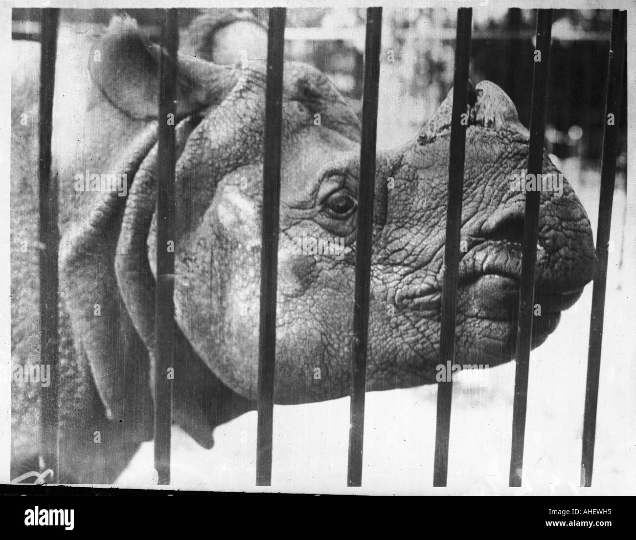 Animals behind bars hi-res stock photography and images - Alamy