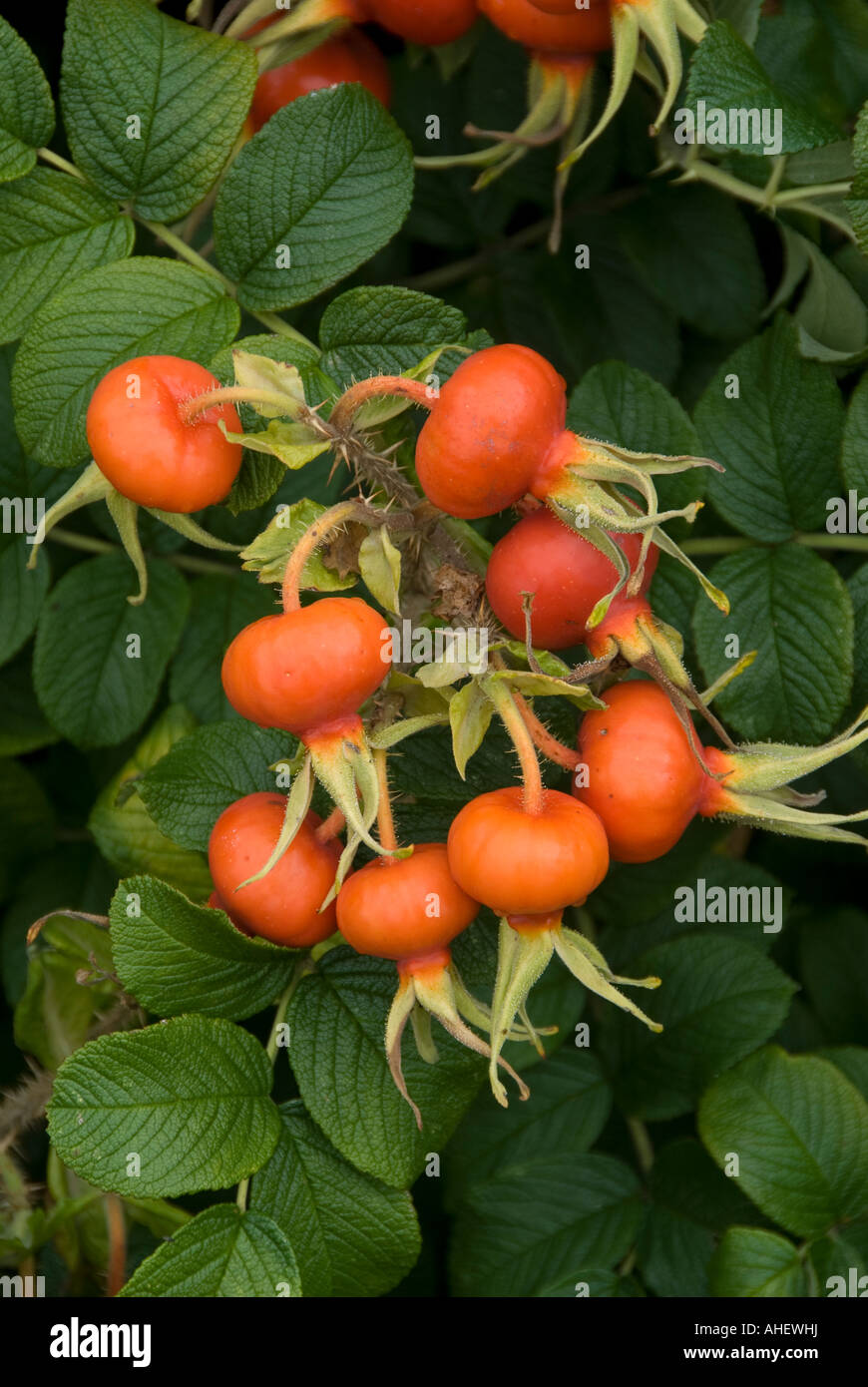 Rose hips: Rosa rugosa Stock Photo - Alamy