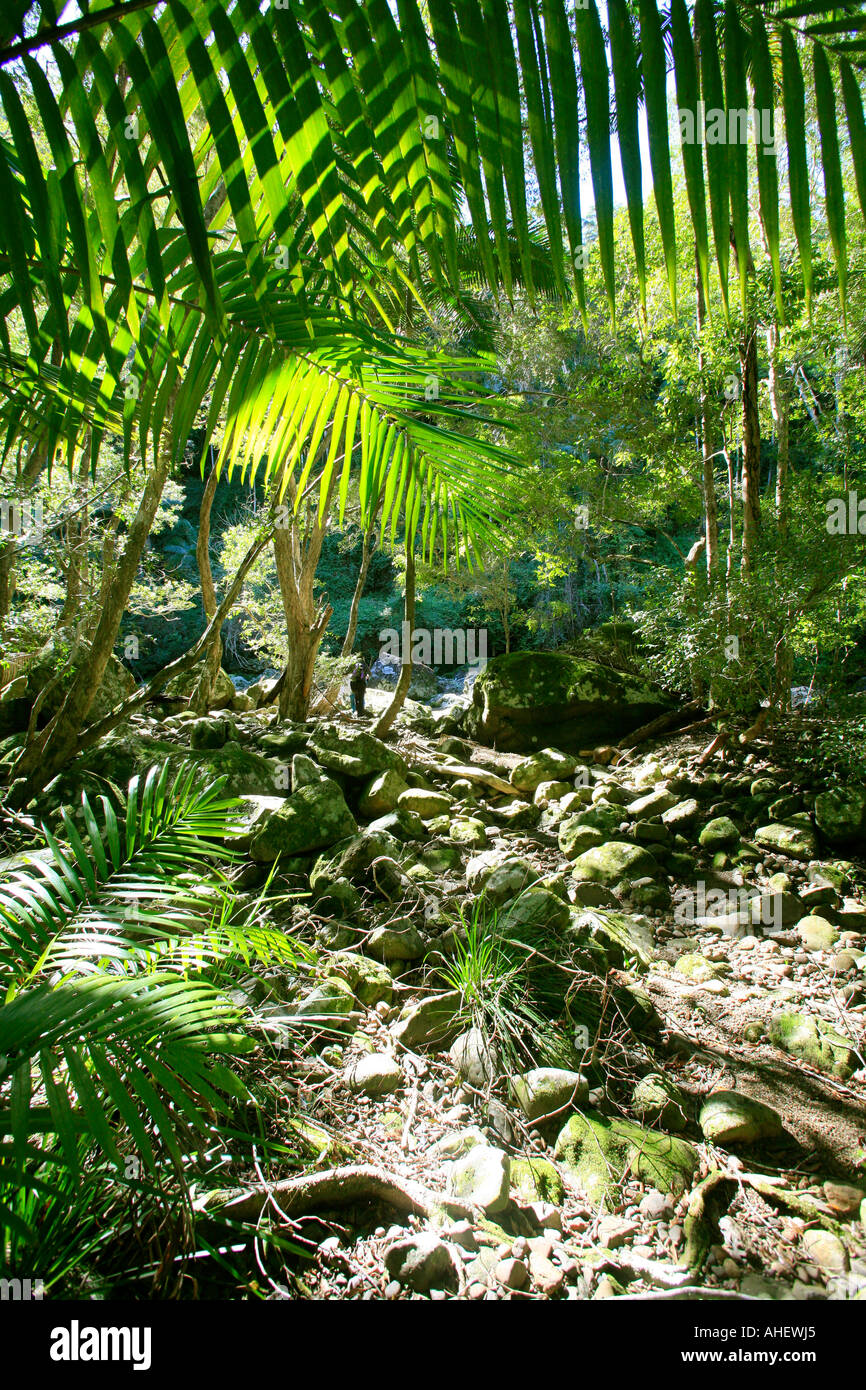 Rain-forest walk in the Byron Bay hinterland Australia Stock Photo - Alamy