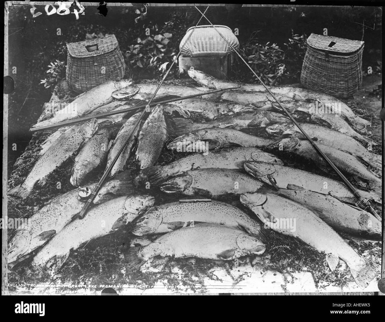 A Catch Of Fish Stock Photo - Alamy