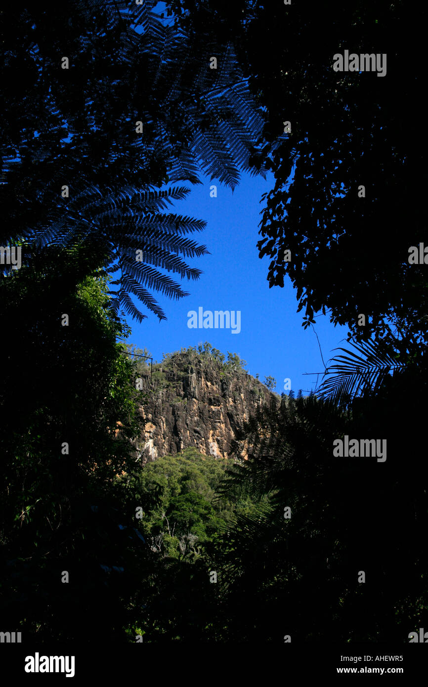 Rain-forest walk in the Byron Bay hinterland Australia Stock Photo - Alamy