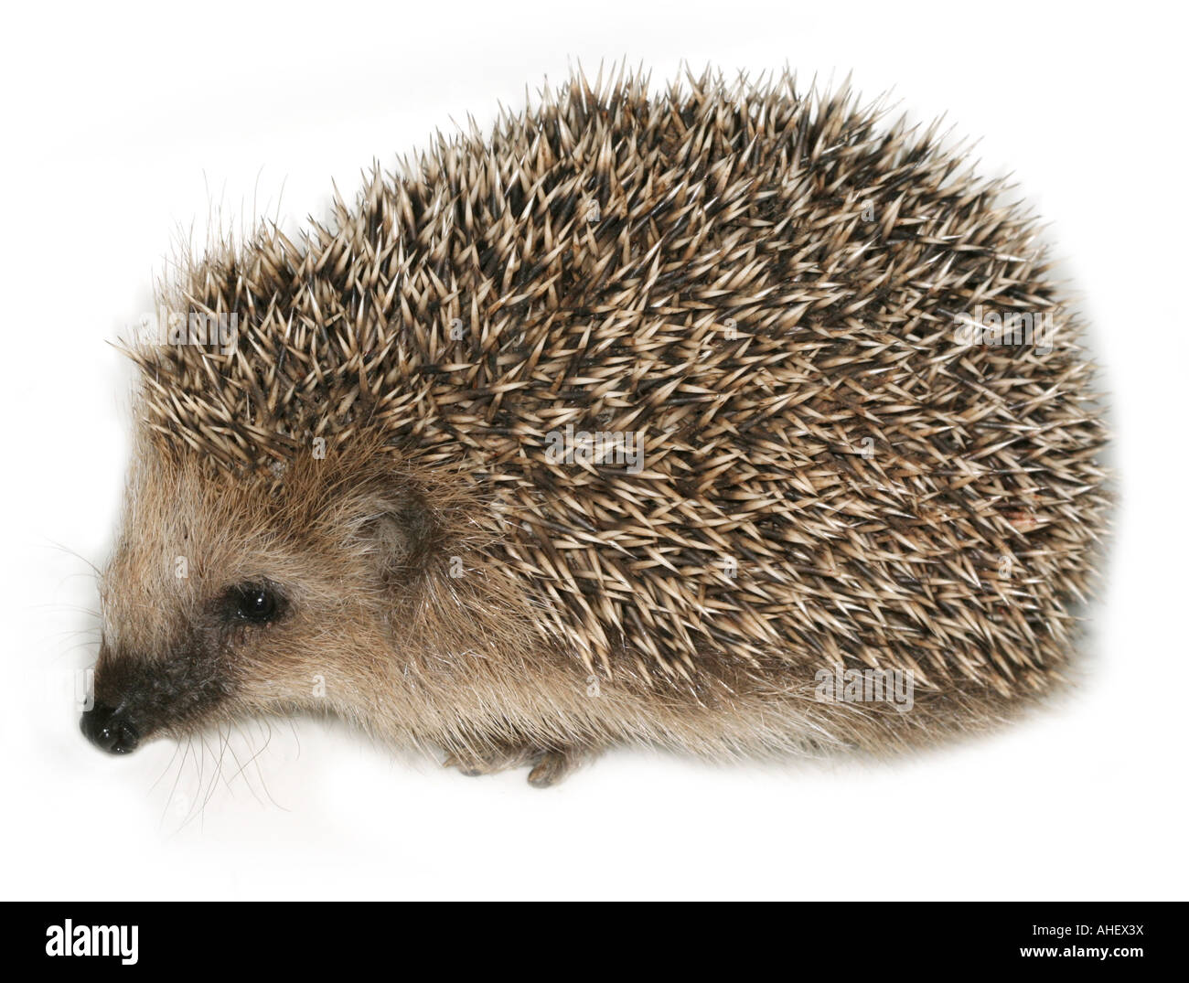 Hedgehog hi-res stock photography and images - Alamy