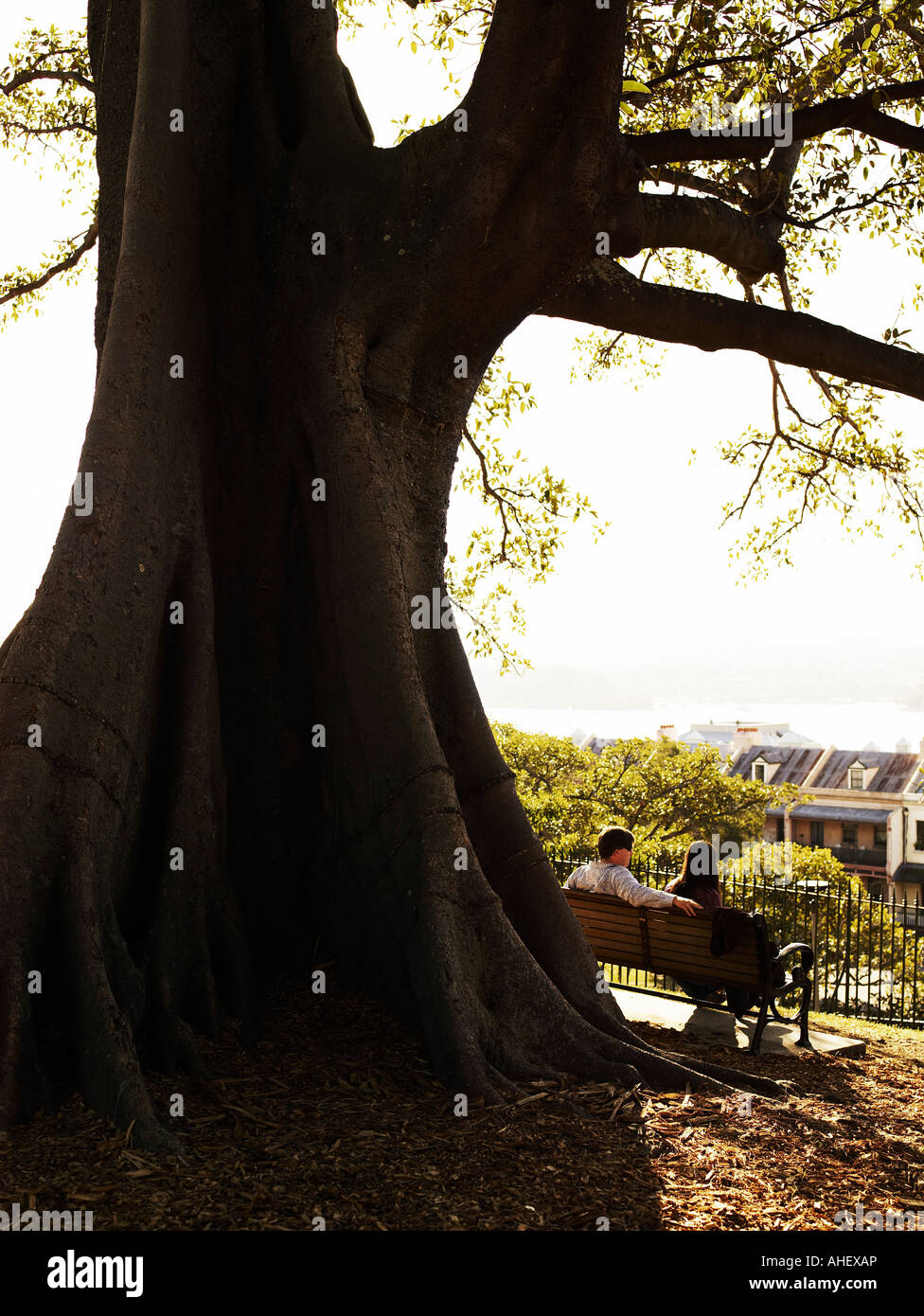 Couple sitting on bench under tree hi-res stock photography and images ...