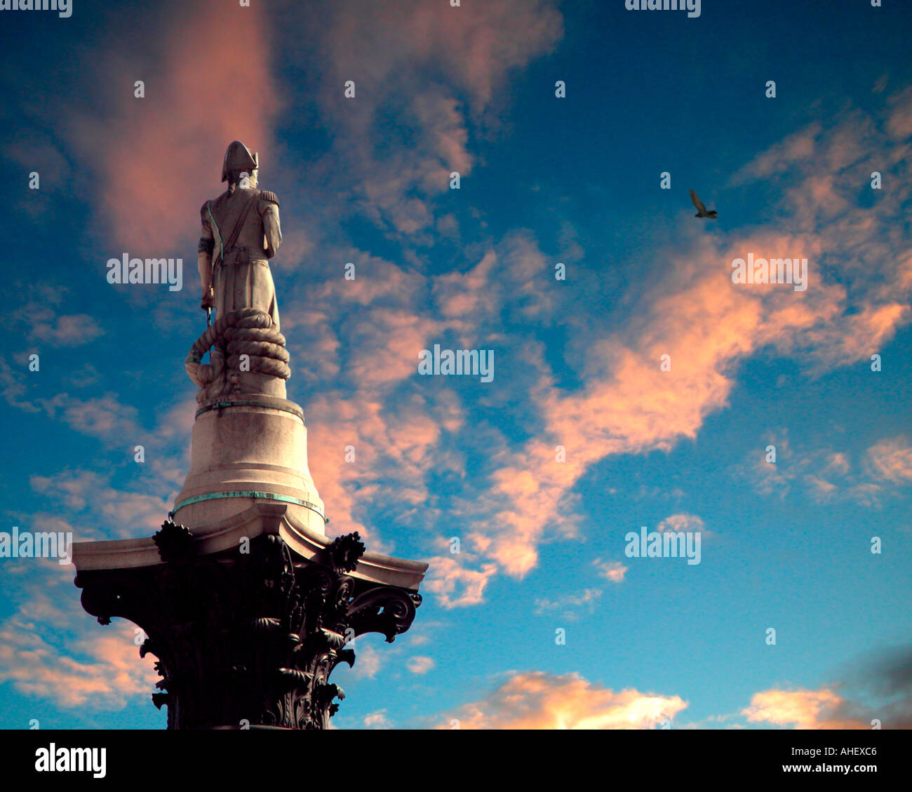 Nelson statue pigeon hi-res stock photography and images - Alamy