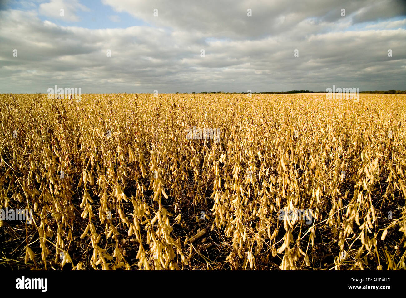 Soybean field in the fall Illinois Stock Photo - Alamy