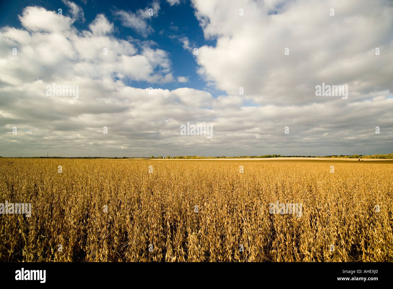 Soybean field in the fall Illinois Stock Photo - Alamy
