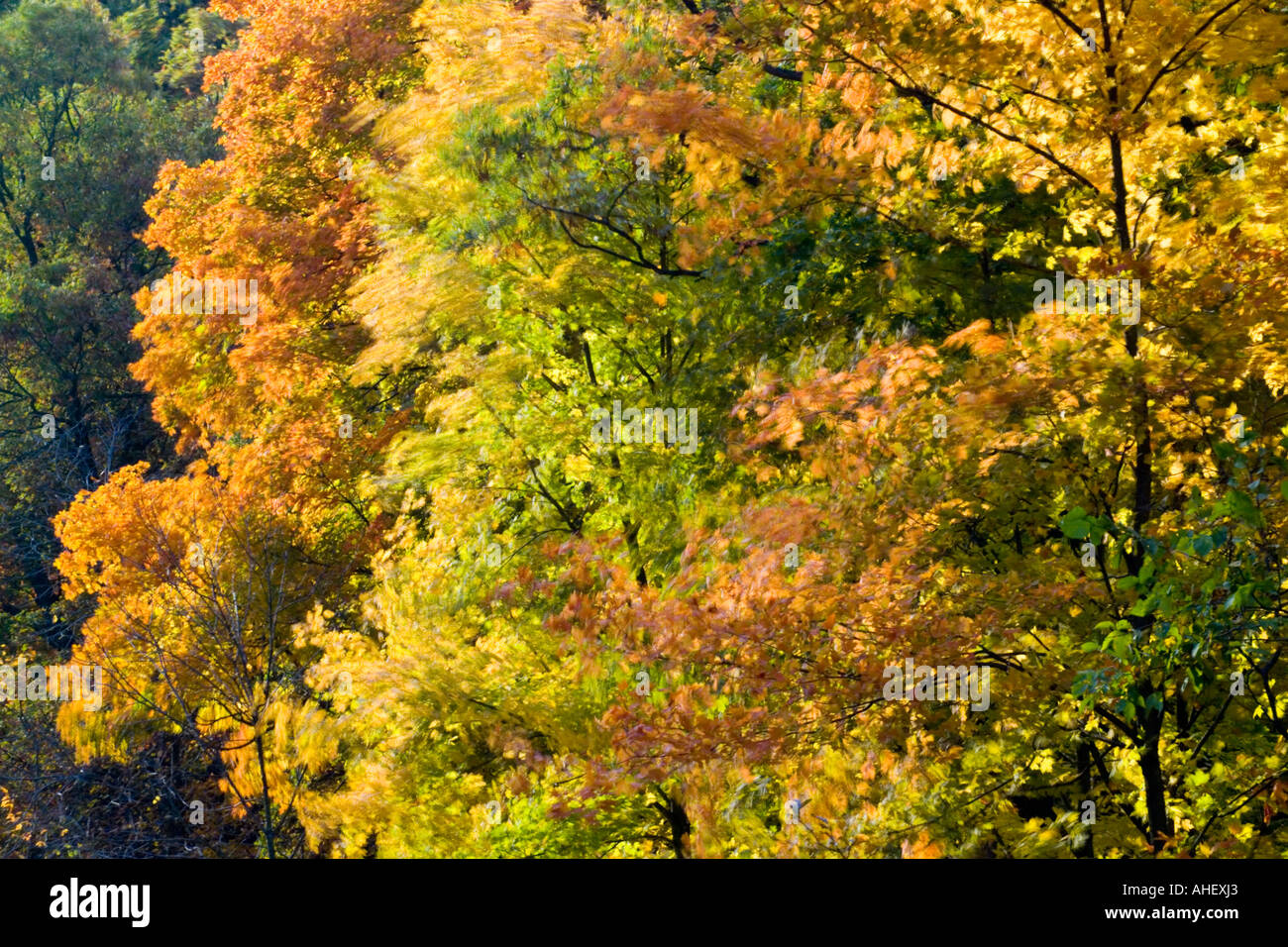 Fall color in Starved Rock State Park Illinois Stock Photo - Alamy
