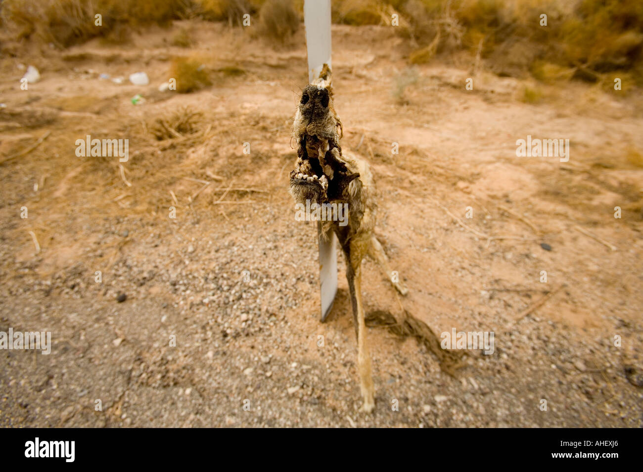 road kill dog extra flat dead Stock Photo - Alamy