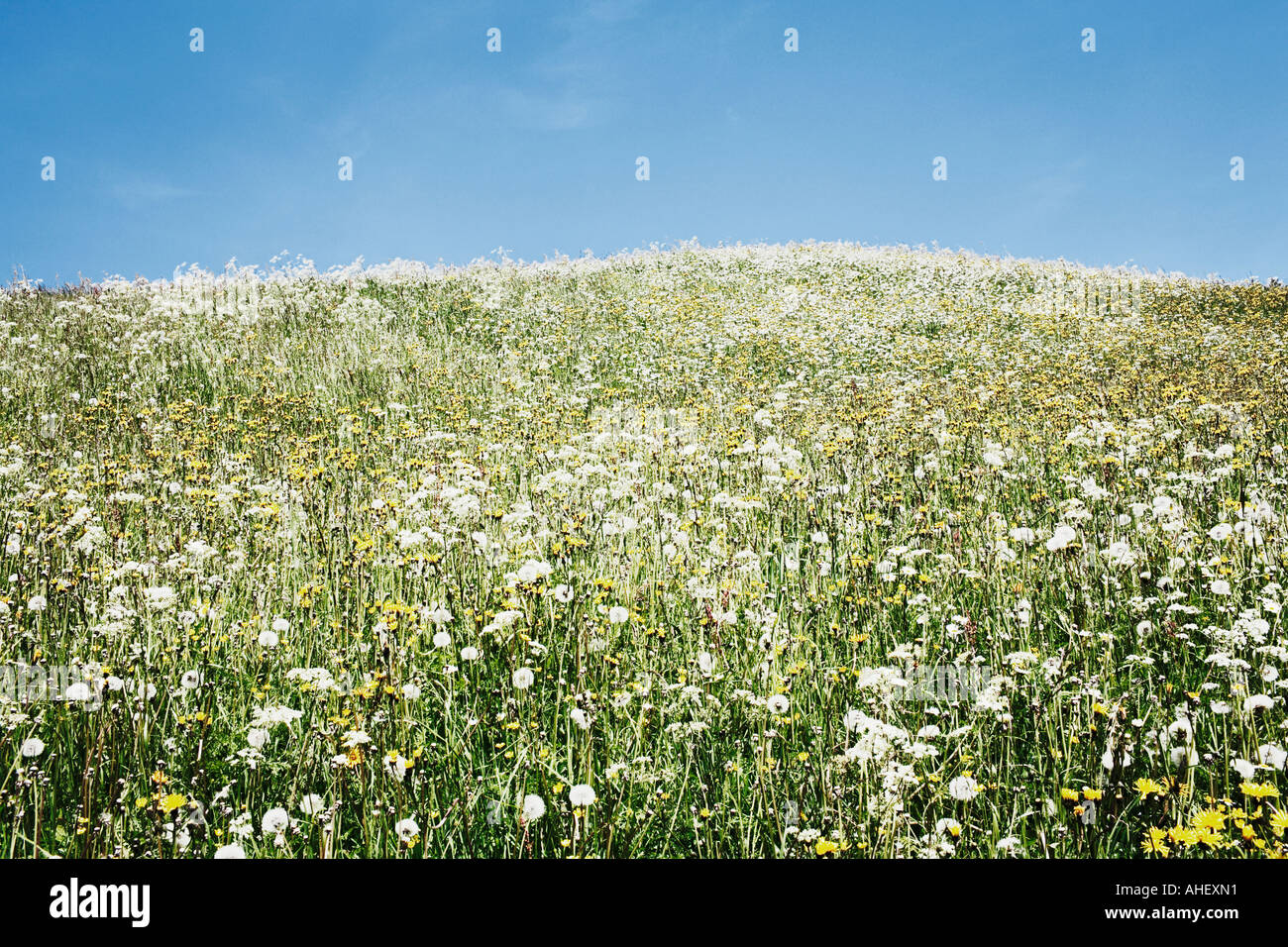 Blooming Meadow In The Spring Dolomites European Alps Italy Stock Photo ...