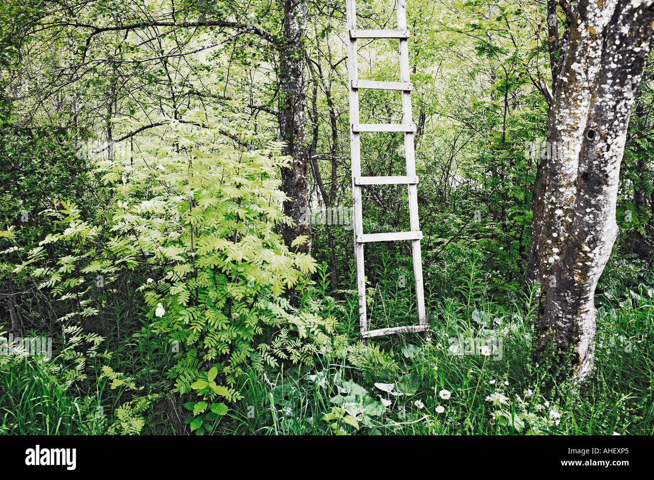 Day forest green Cut Out Stock Images & Pictures - Alamy