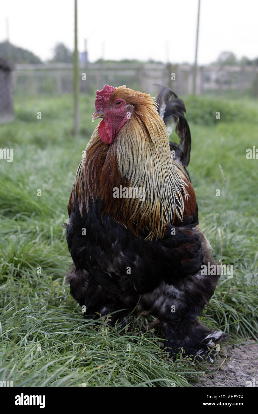 Brahma breed hi-res stock photography and images - Alamy