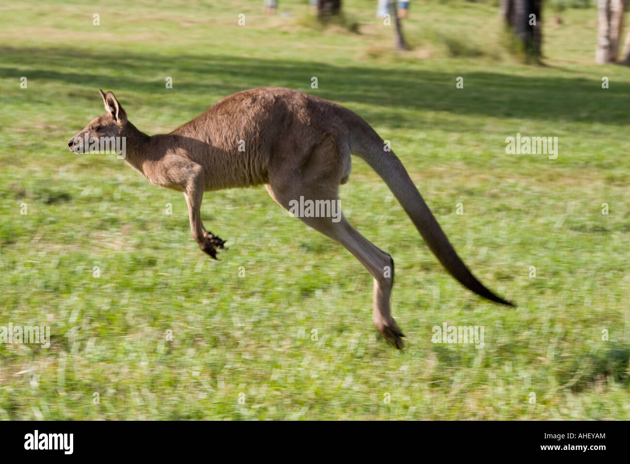 Kangaroo hopping Elanda Point Lake Cootharaba Sunshine Coast Queensland ...