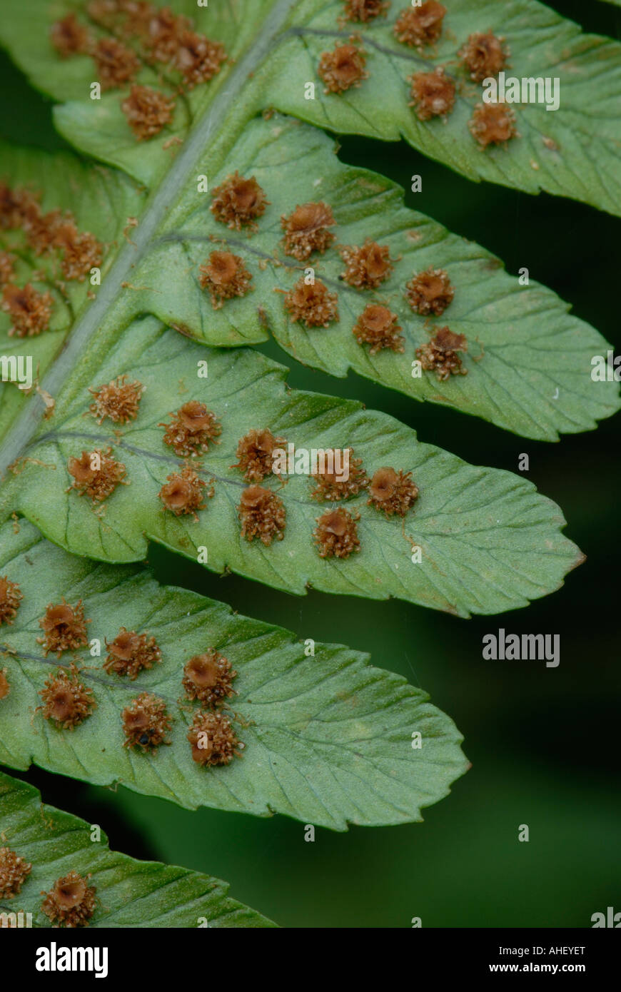 Fern seed hi-res stock photography and images - Alamy