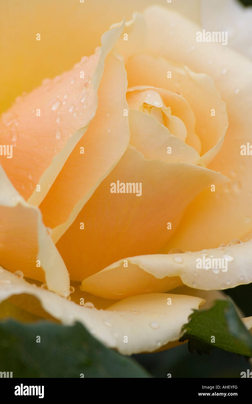 Rose Rosa Diamond Jubilee Stock Photo - Alamy