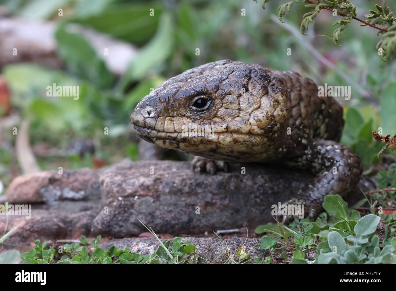 Shingleback lizard, tiliqua rugosa, single adult climbing over a branch ...