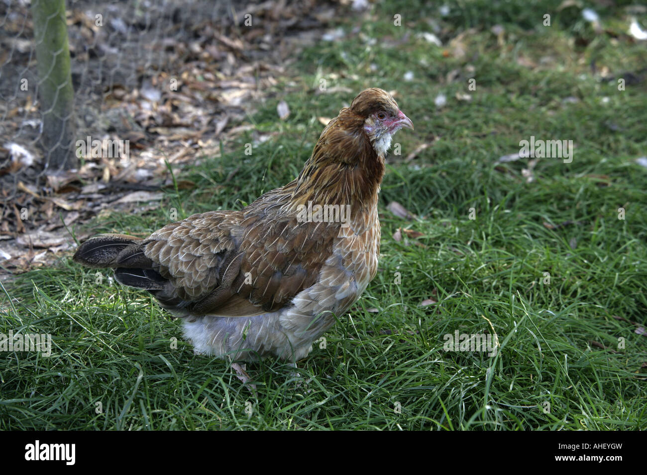 Duckwing hi-res stock photography and images - Alamy