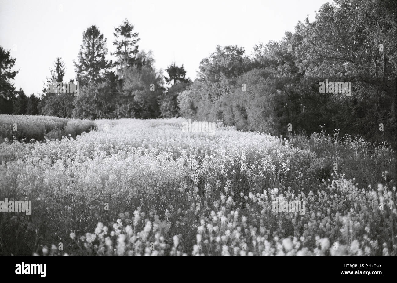 Suffolk Field May 2007 Stock Photo - Alamy