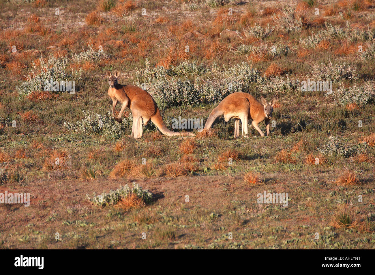 red kangaroo, macropus rufus, two adult males Stock Photo - Alamy
