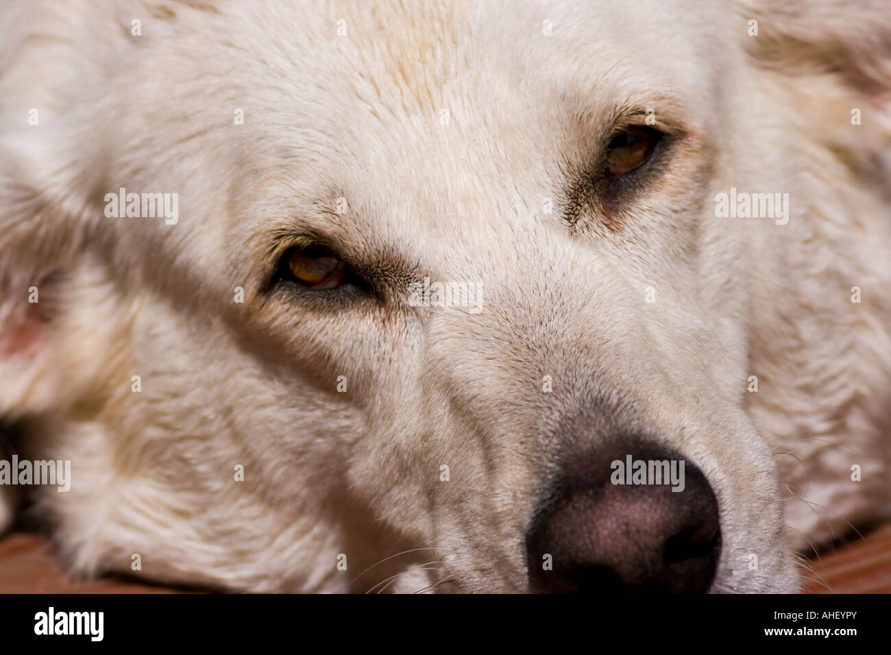 White German Shepherd Mixed With Lab