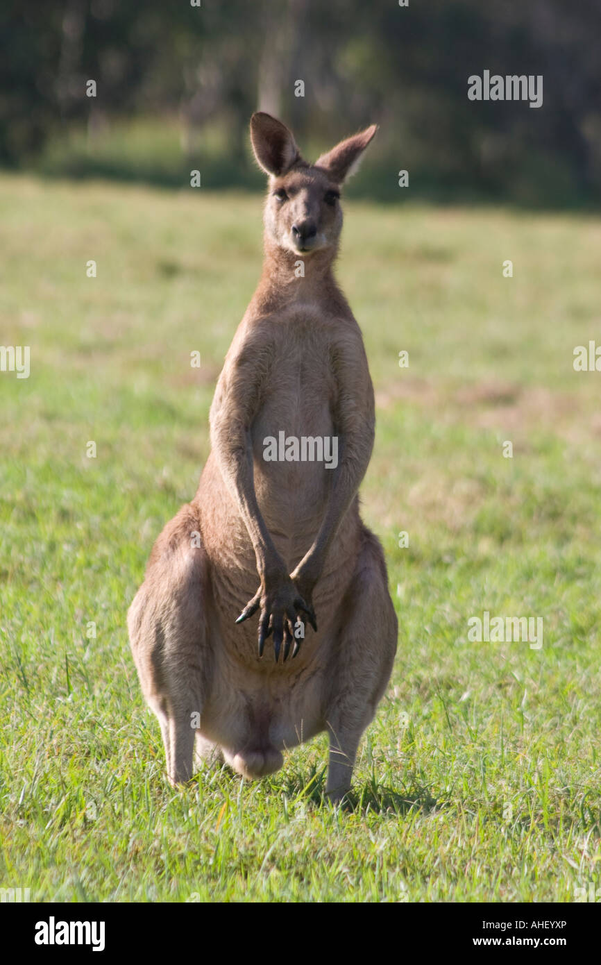 Large male kangaroo grazing at Elanda Point Lake Cootharaba Sunshine ...