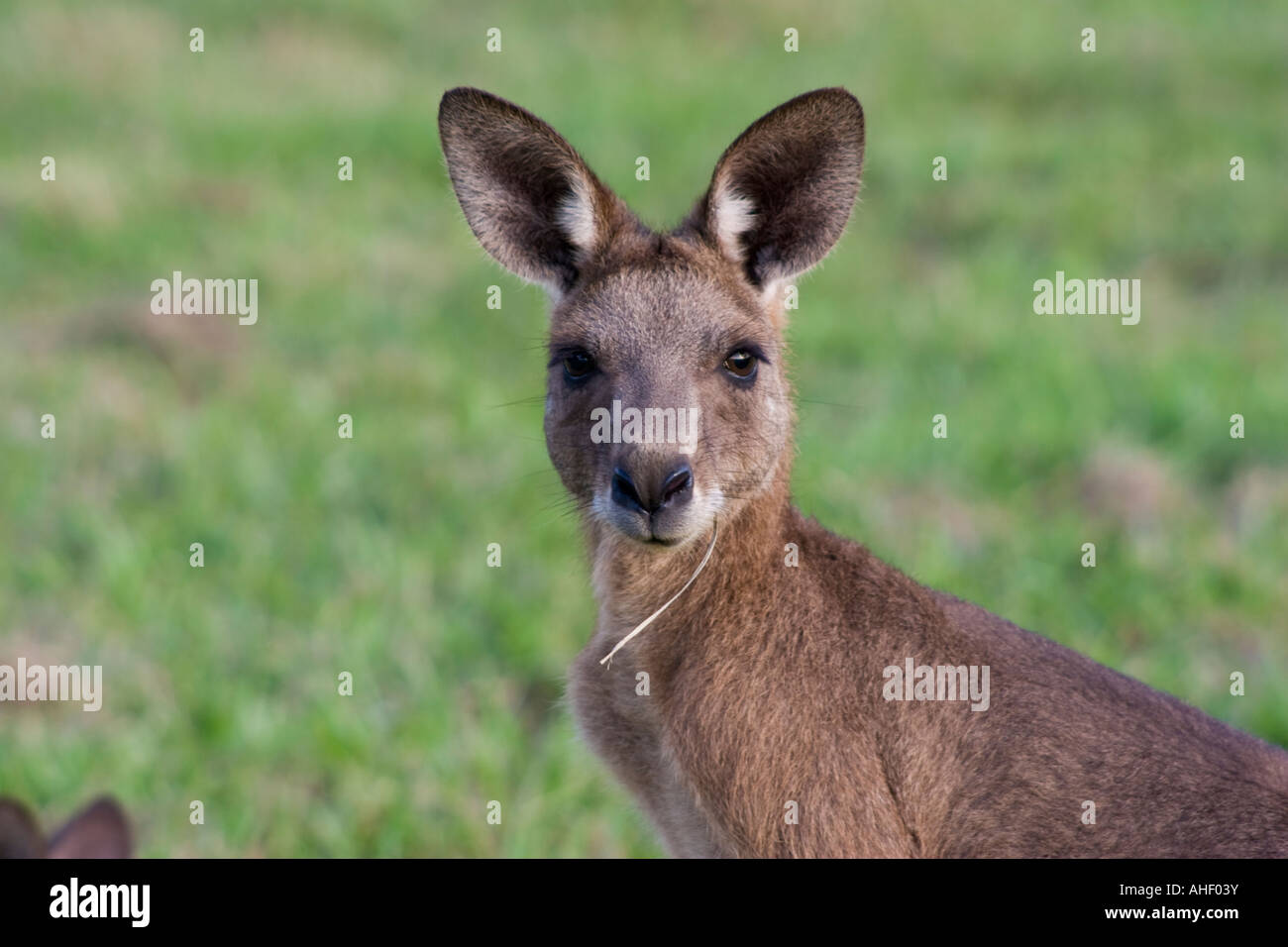 Kangaroos grazing at Elanda Point Lake Cootharaba Sunshine Coast ...