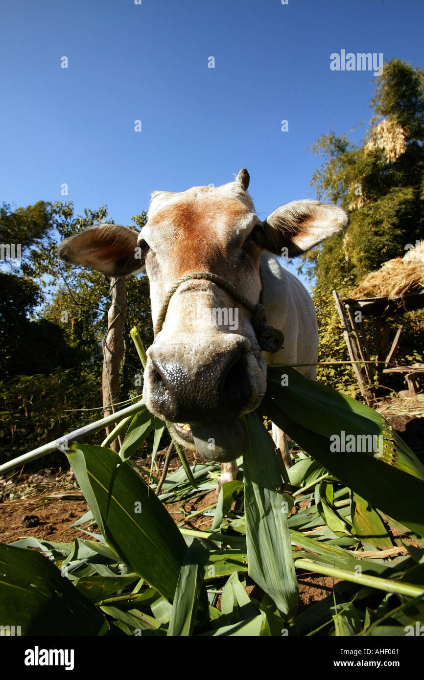 Cow eating Stock Photo - Alamy