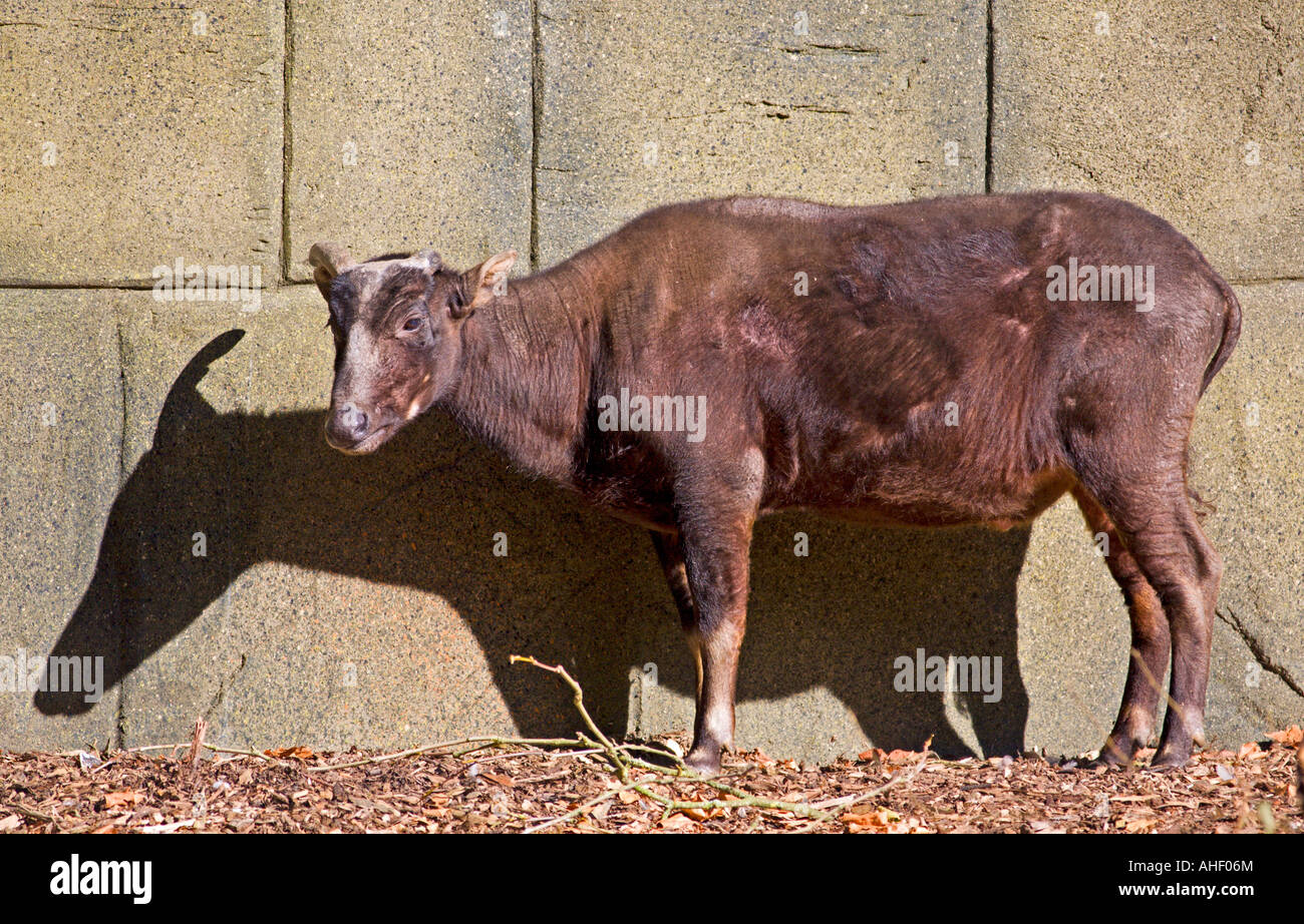 Lowland Anoa (bulbalus depressicornis Stock Photo - Alamy