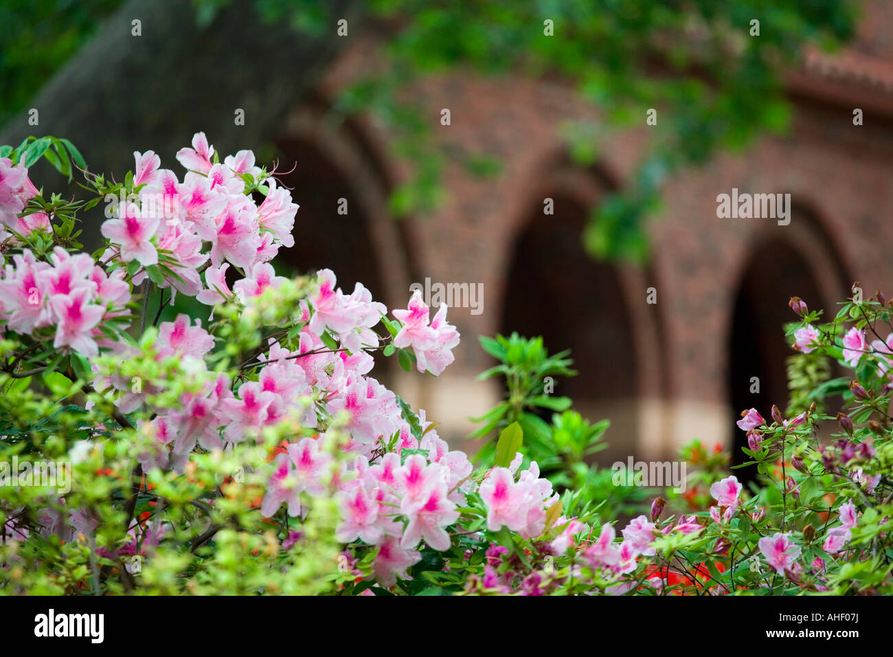 California State University Chico campus in the spring Stock Photo - Alamy