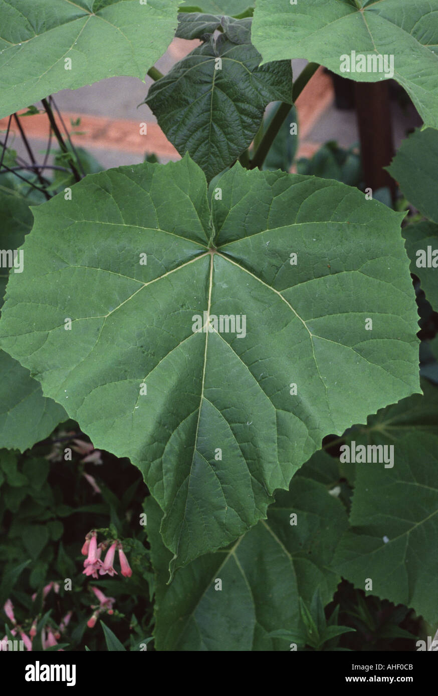 Paulownia tomentosa Foxglove tree Stock Photo - Alamy