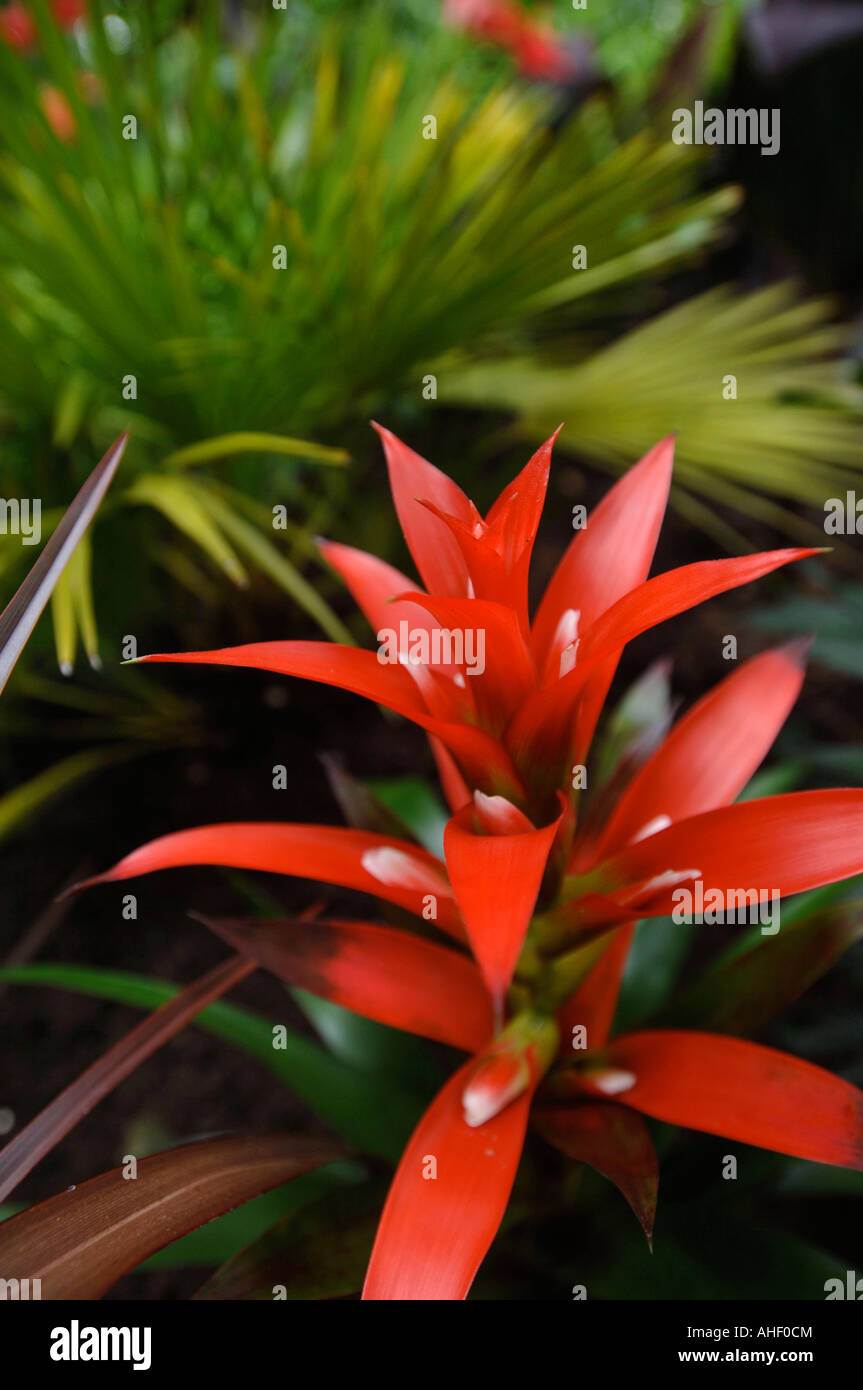 Guzmania hi-res stock photography and images - Alamy
