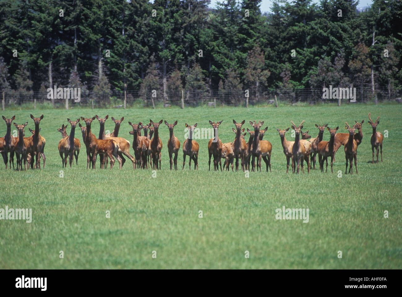 New Zealand South Island Deer Farm Stock Photo - Alamy
