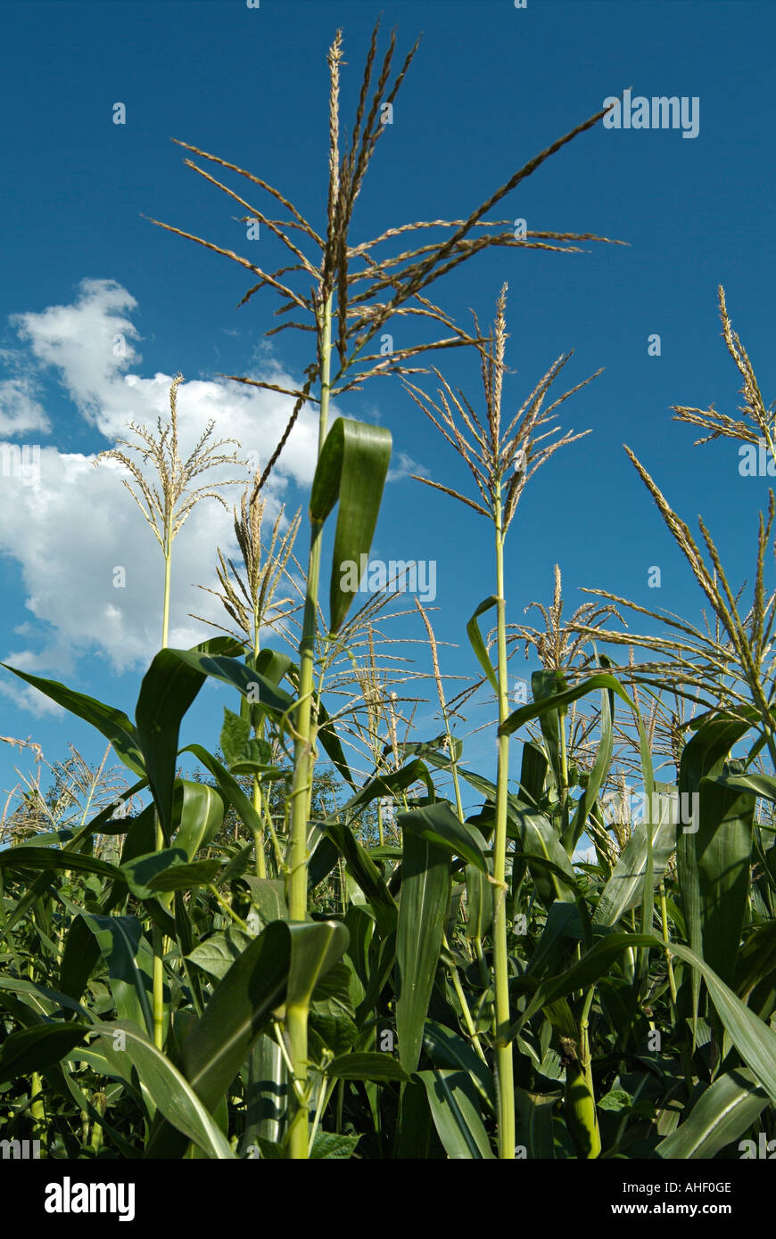 Maize Corn Crops Growing in a Field Low Angle Stock Photo - Alamy