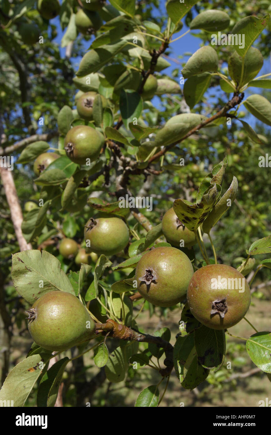 Pears growing english orchard hi-res stock photography and images - Alamy