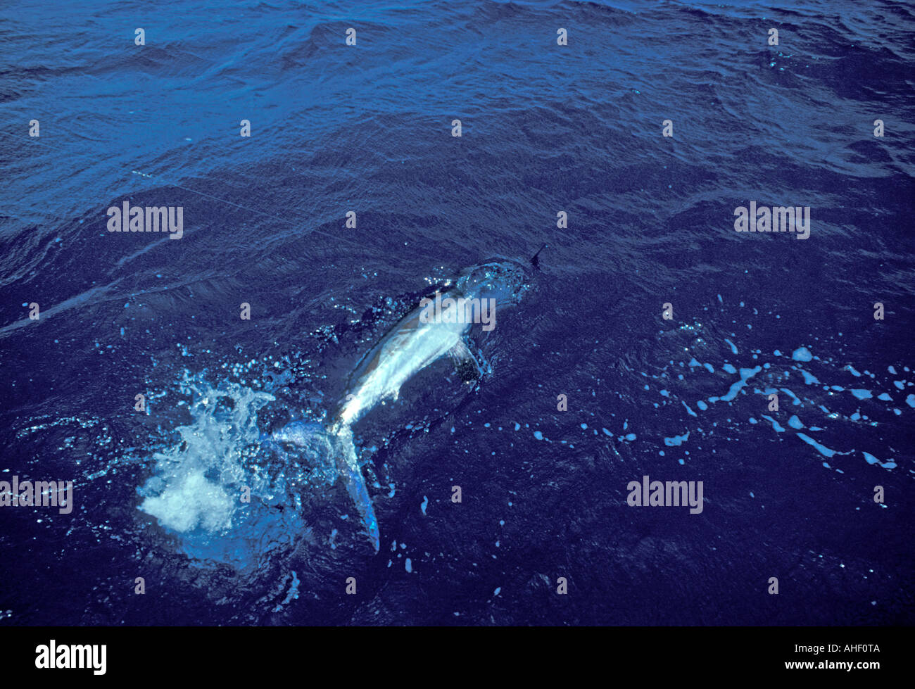 Blue marlin fishing hooked fish diving into the water Stock Photo - Alamy