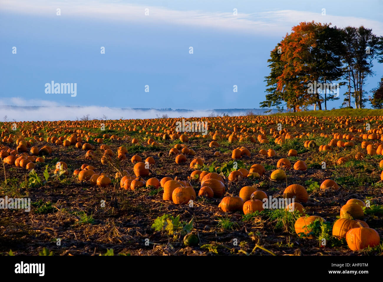 Prince Edward Island pumpkin patch on early fall morning. Sea smoke in ...