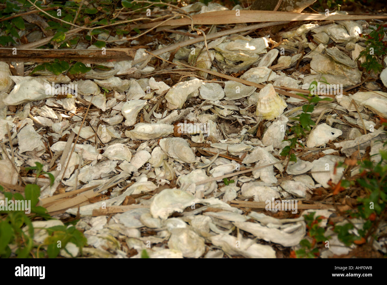Florida Canaveral National Seashore shells at Turtle Mound Stock Photo ...