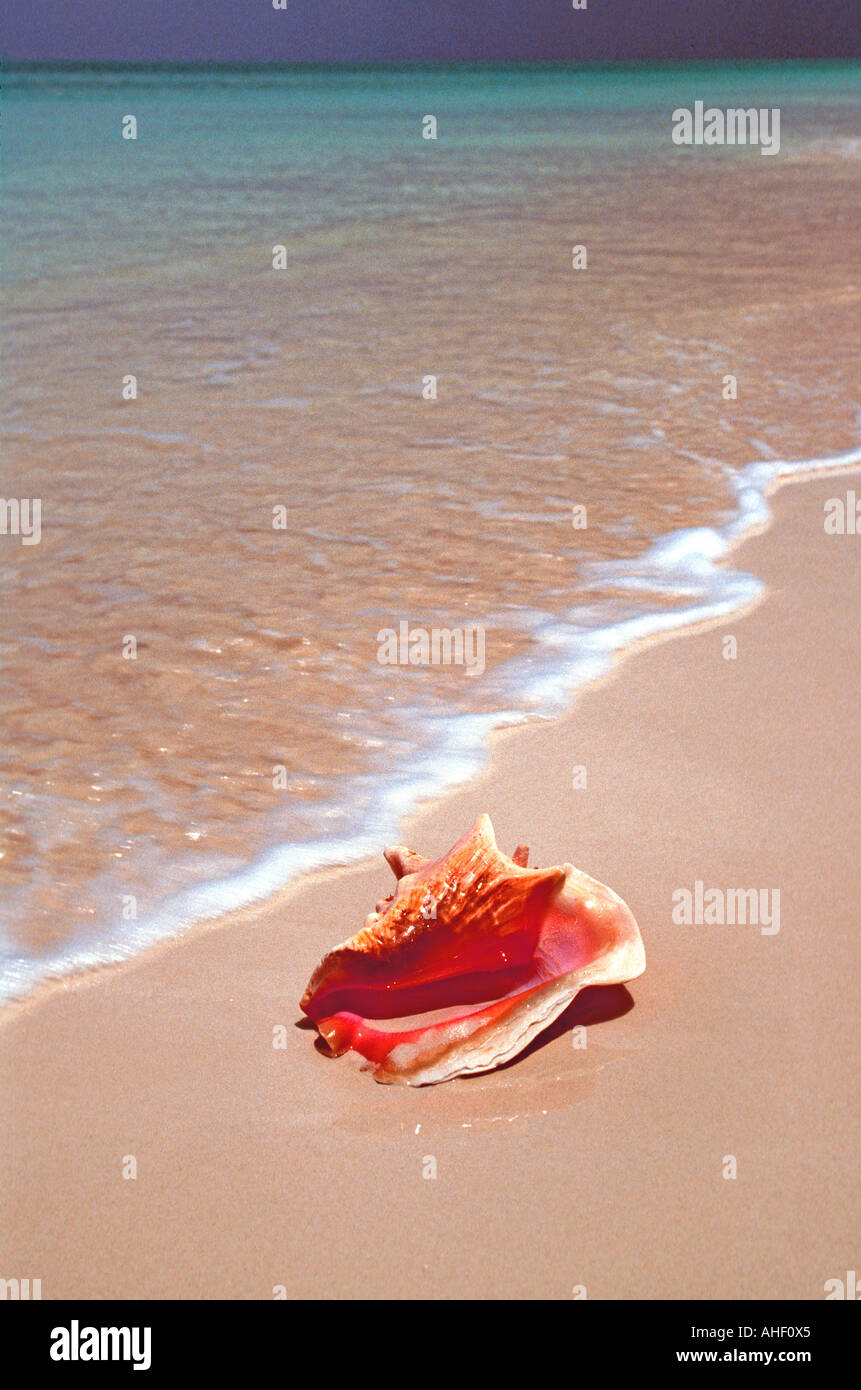Conch shell on beach Turks and Caicos Islands grace bay Stock Photo - Alamy