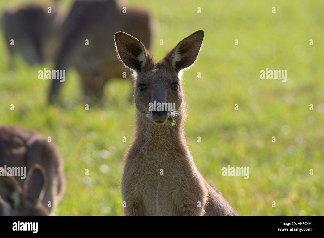 Kangaroos grazing at Elanda Point Lake Cootharaba Sunshine Coast ...