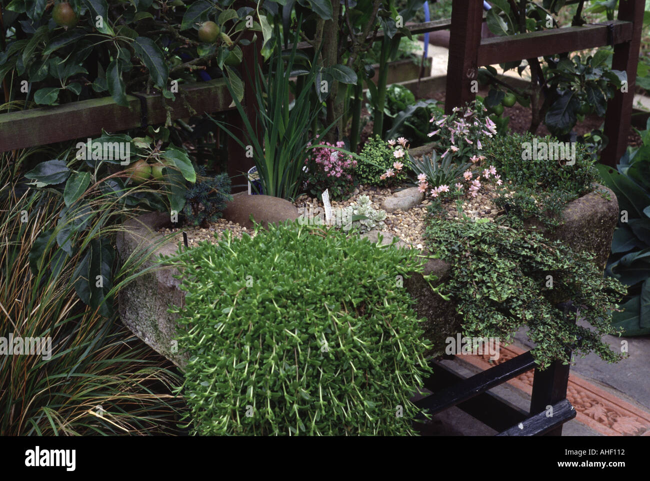 Alpine trough flower hi-res stock photography and images - Alamy