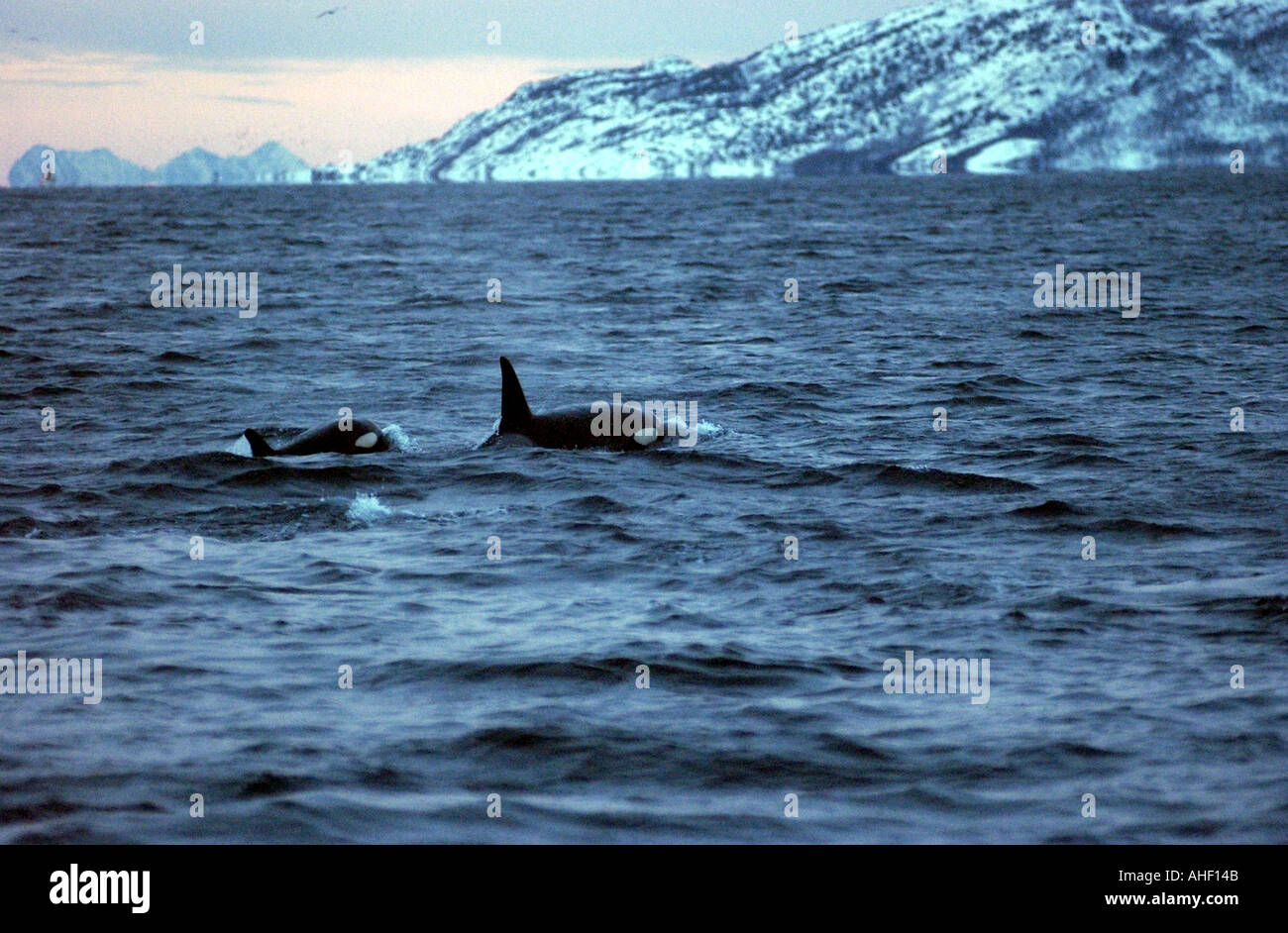Orca orcinus Tysfjord Norway Stock Photo - Alamy