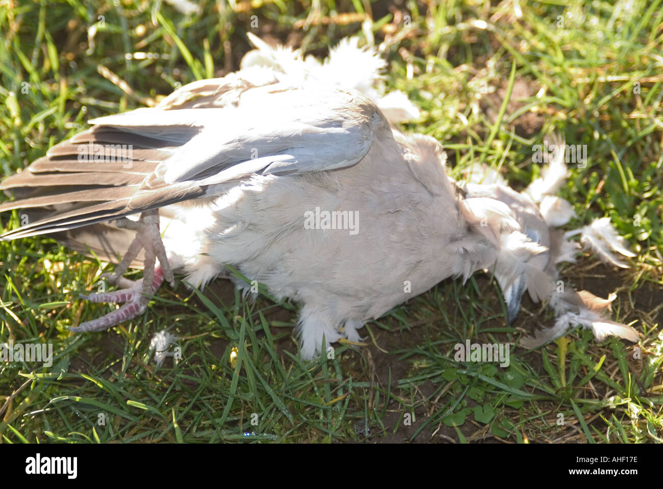 road kill roadkill car hit squash wildlife rabbit on a cars headlights ...