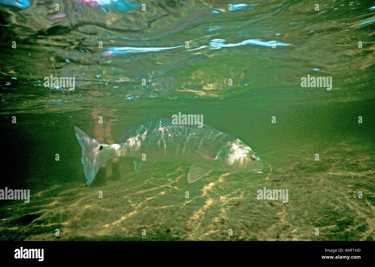 Fishing red drum redfish portrait underwater Stock Photo - Alamy