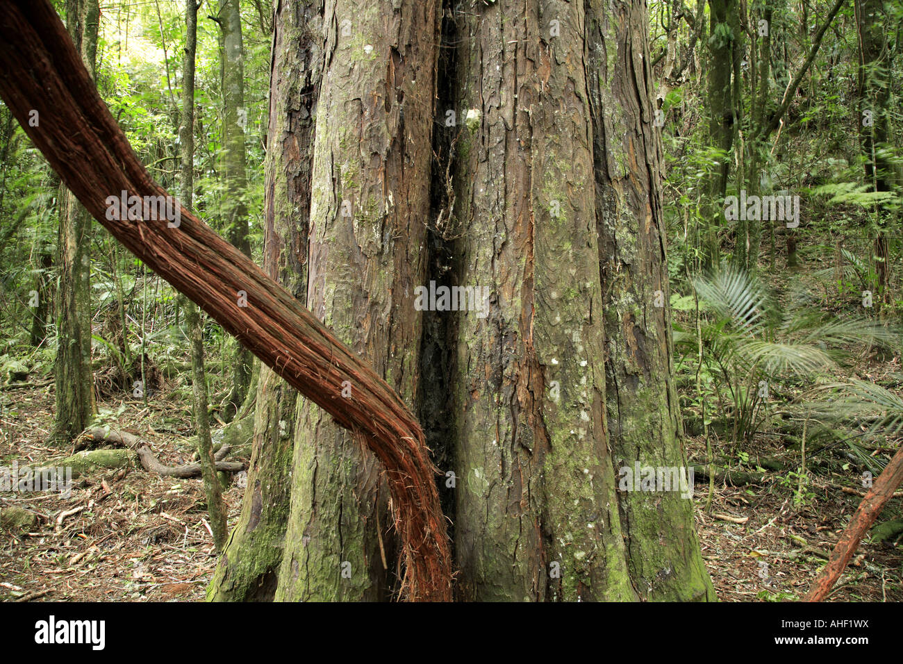 Vine growing on side of tree Stock Photo - Alamy