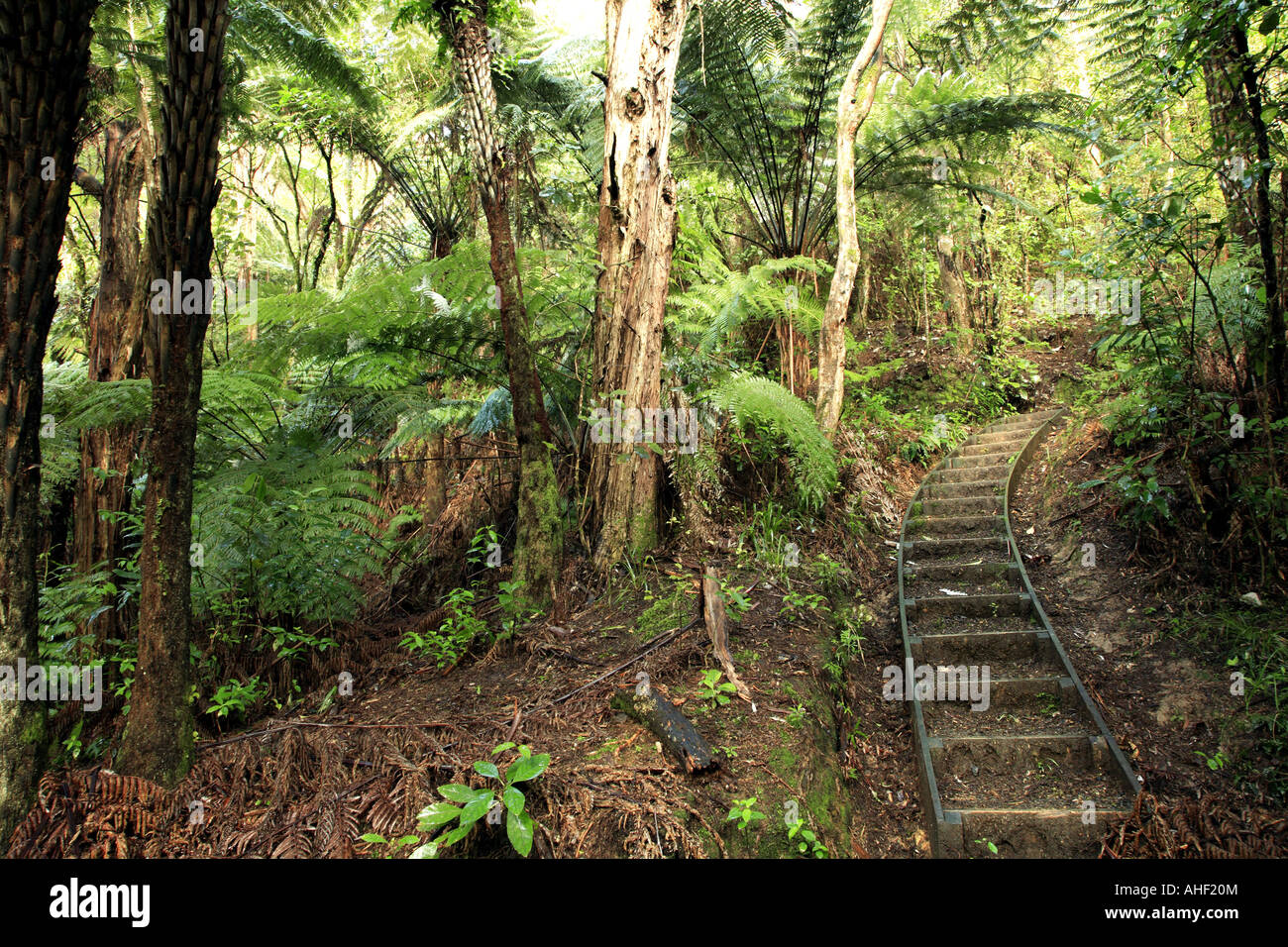 Staircase in forest Stock Photo - Alamy