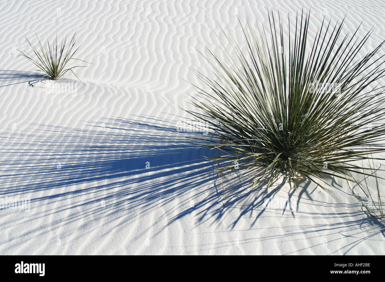 Wind ripples and shadows create unique patterns in the sand at White ...